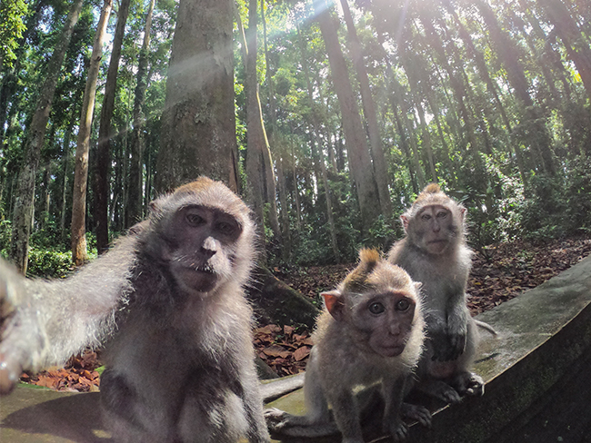 USED GoPro HERO8 Black | Wex Photo Video